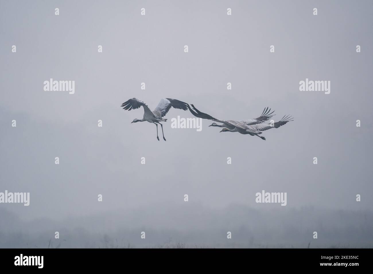 Three common cranes in hi-res stock photography and images - Alamy