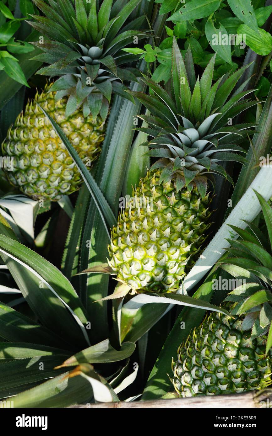 Pineapple tree (Ananas comosus) with a natural background. Exotic ...