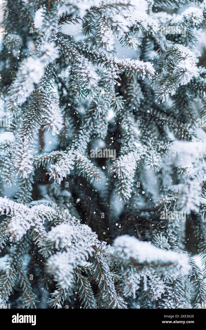 Outside Christmas tree in snow background falling snow Stock Photo - Alamy