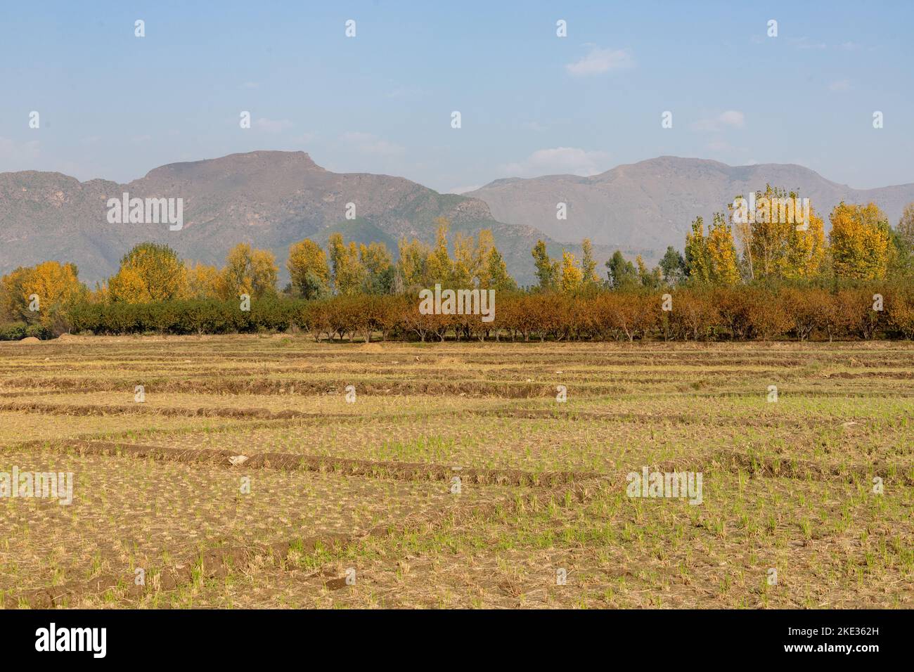 colorful autumn view of poplar trees and agriculture fields in autumn ...
