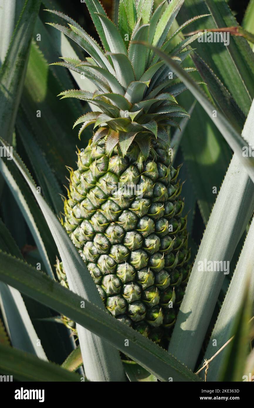 Pineapple tree (Ananas comosus) with a natural background. Exotic ...