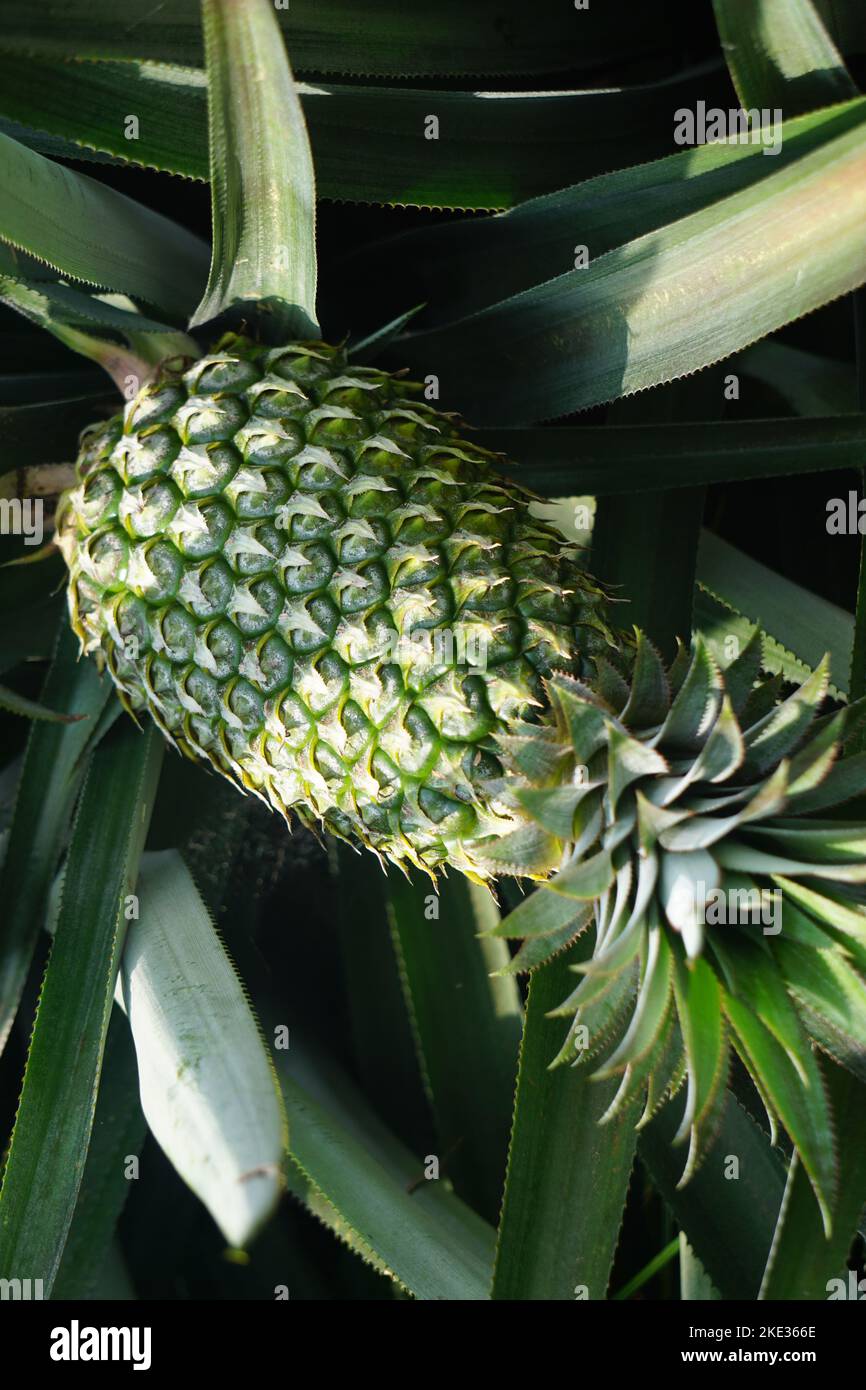 Pineapple tree (Ananas comosus) with a natural background. Exotic ...