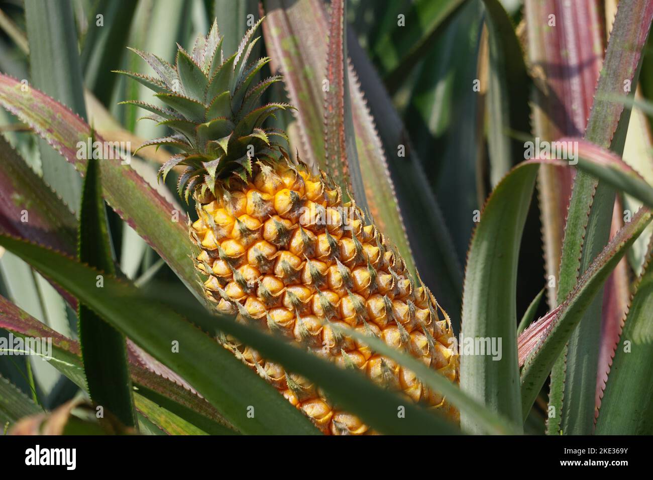 Pineapple tree (Ananas comosus) with a natural background. Exotic ...