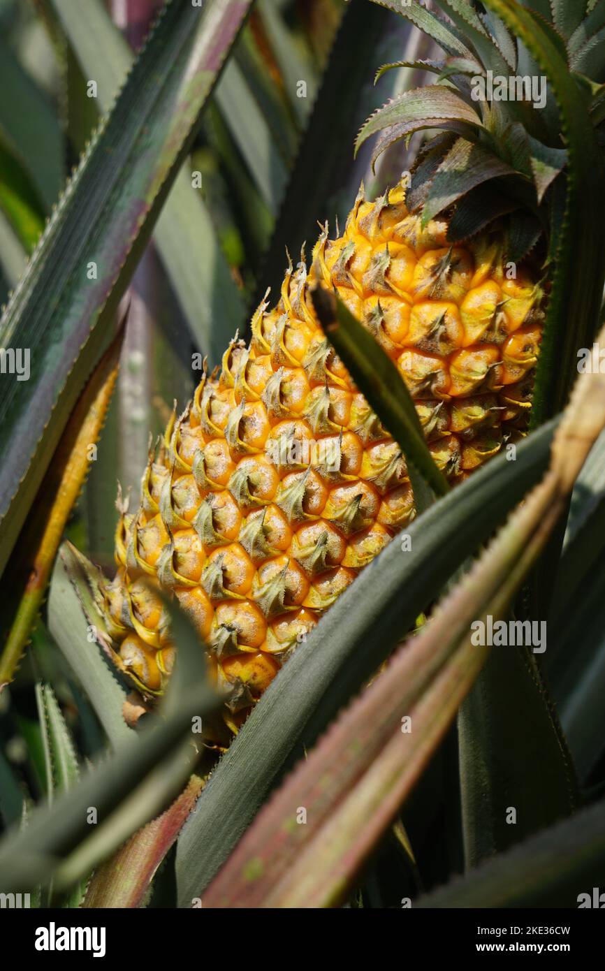 Pineapple tree (Ananas comosus) with a natural background. Exotic ...