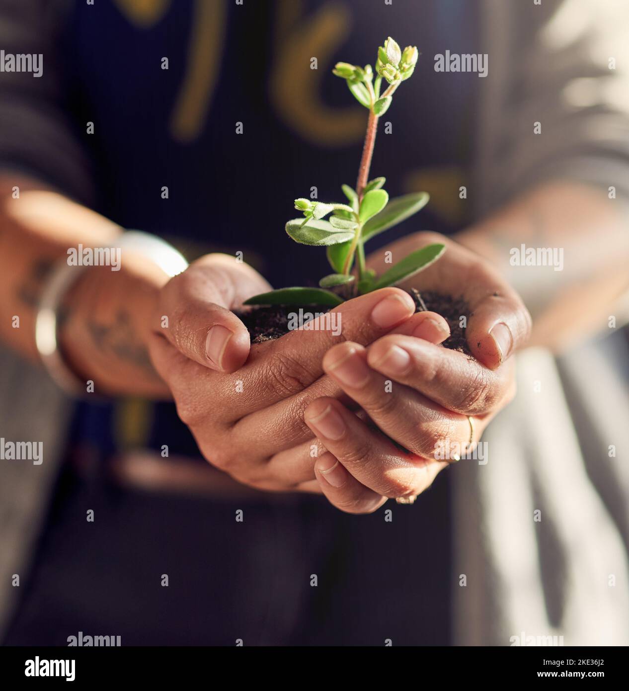 Hands holding plant seedling hi-res stock photography and images - Alamy