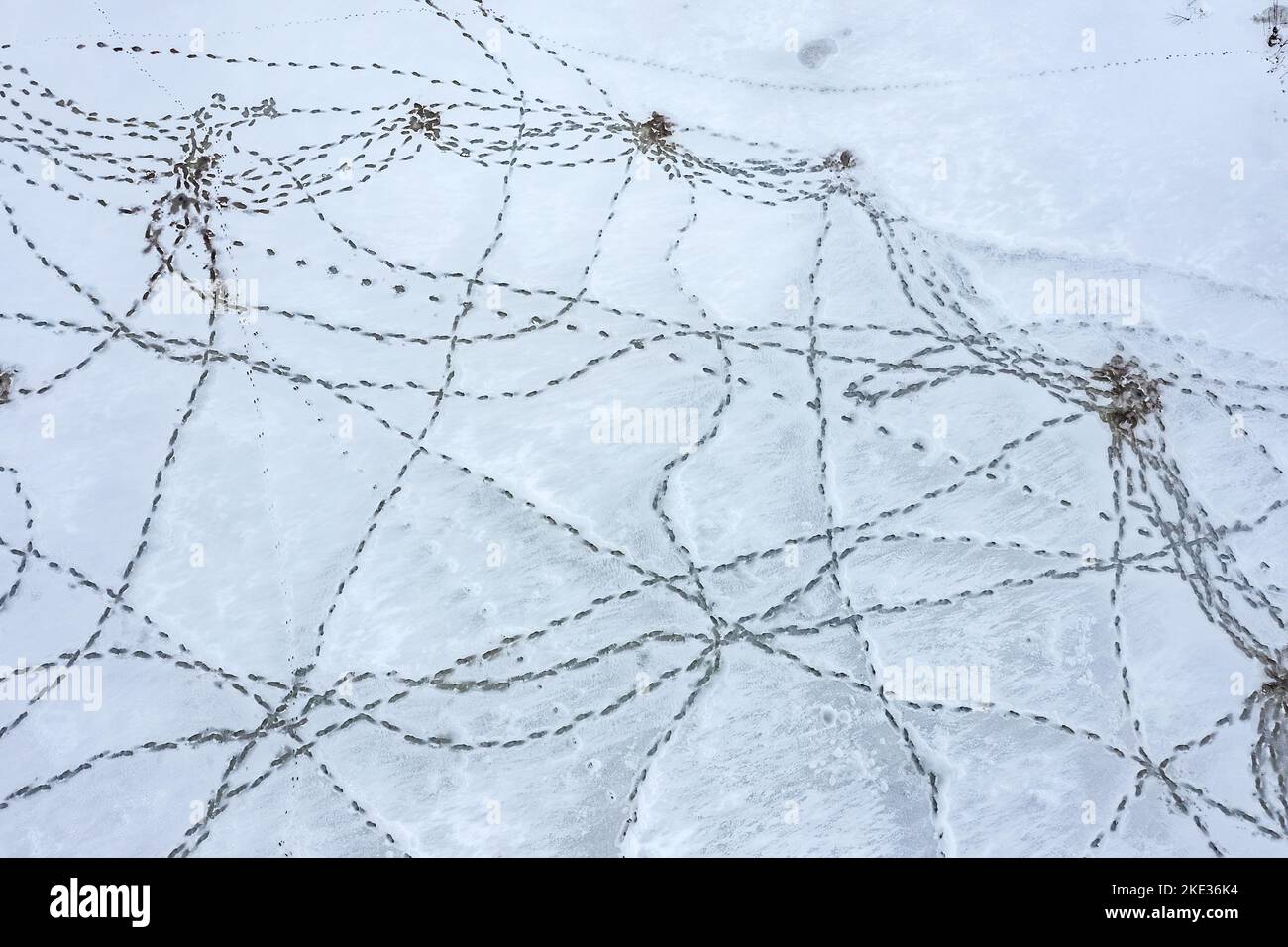 aerial overhead view of snow texture with fishermen footprints on ...