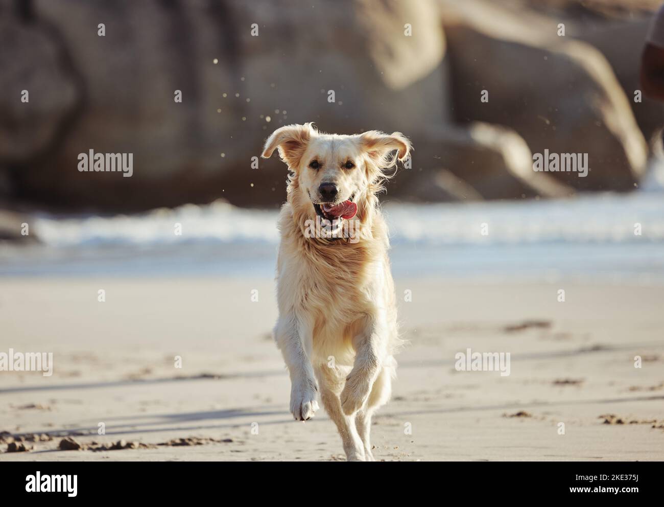 Labrador puppy running hi-res stock photography and images - Alamy
