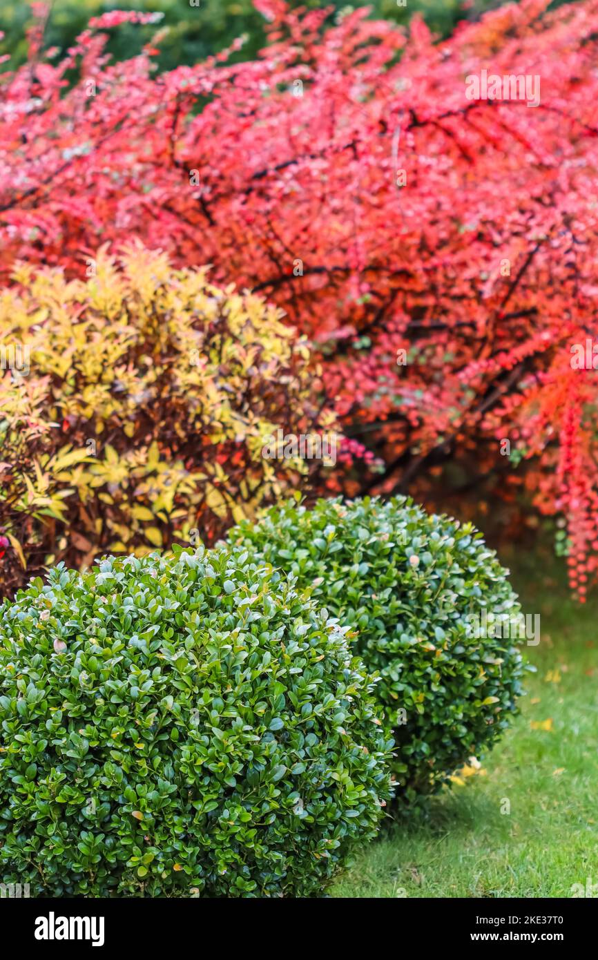 Colorful autumn background. Landscape garden design with red and yellow ...