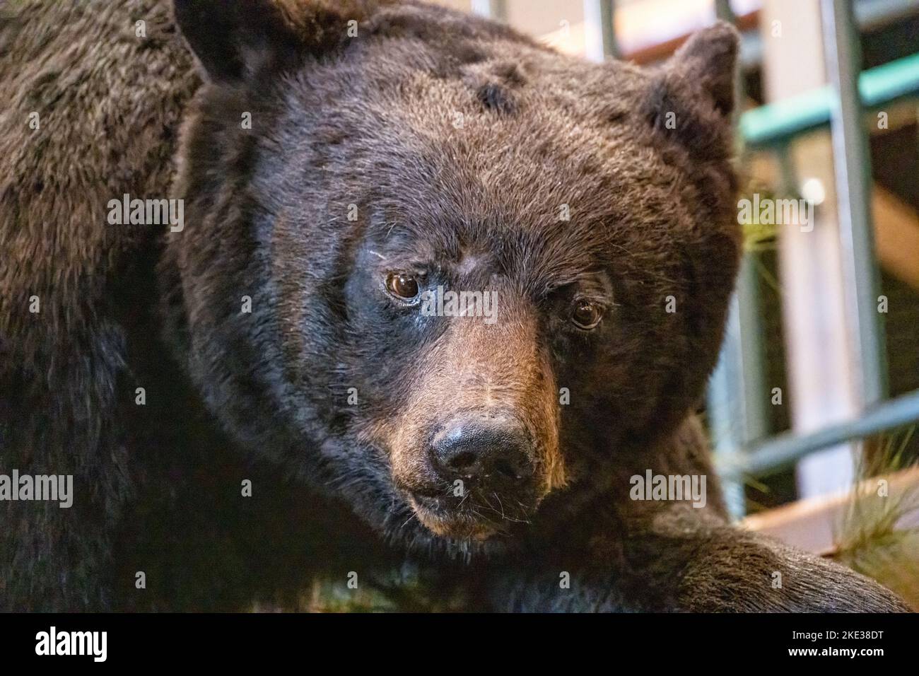 Taxidermy bear at the Tallulah Gorge State Park Visitor Center's nature ...