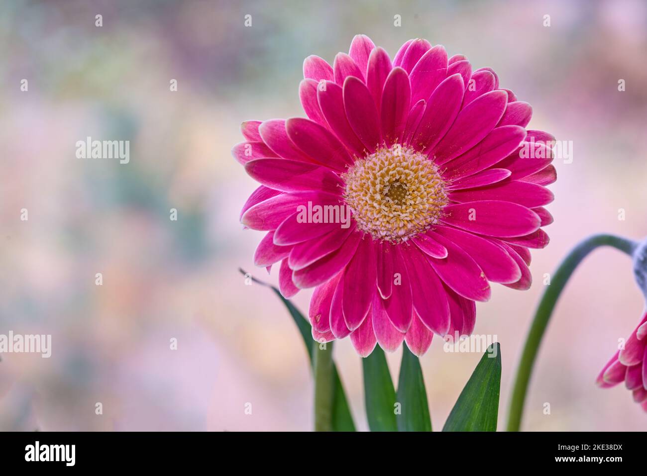 Beautiful gerbera flower. Gerbera is native to tropical regions of ...