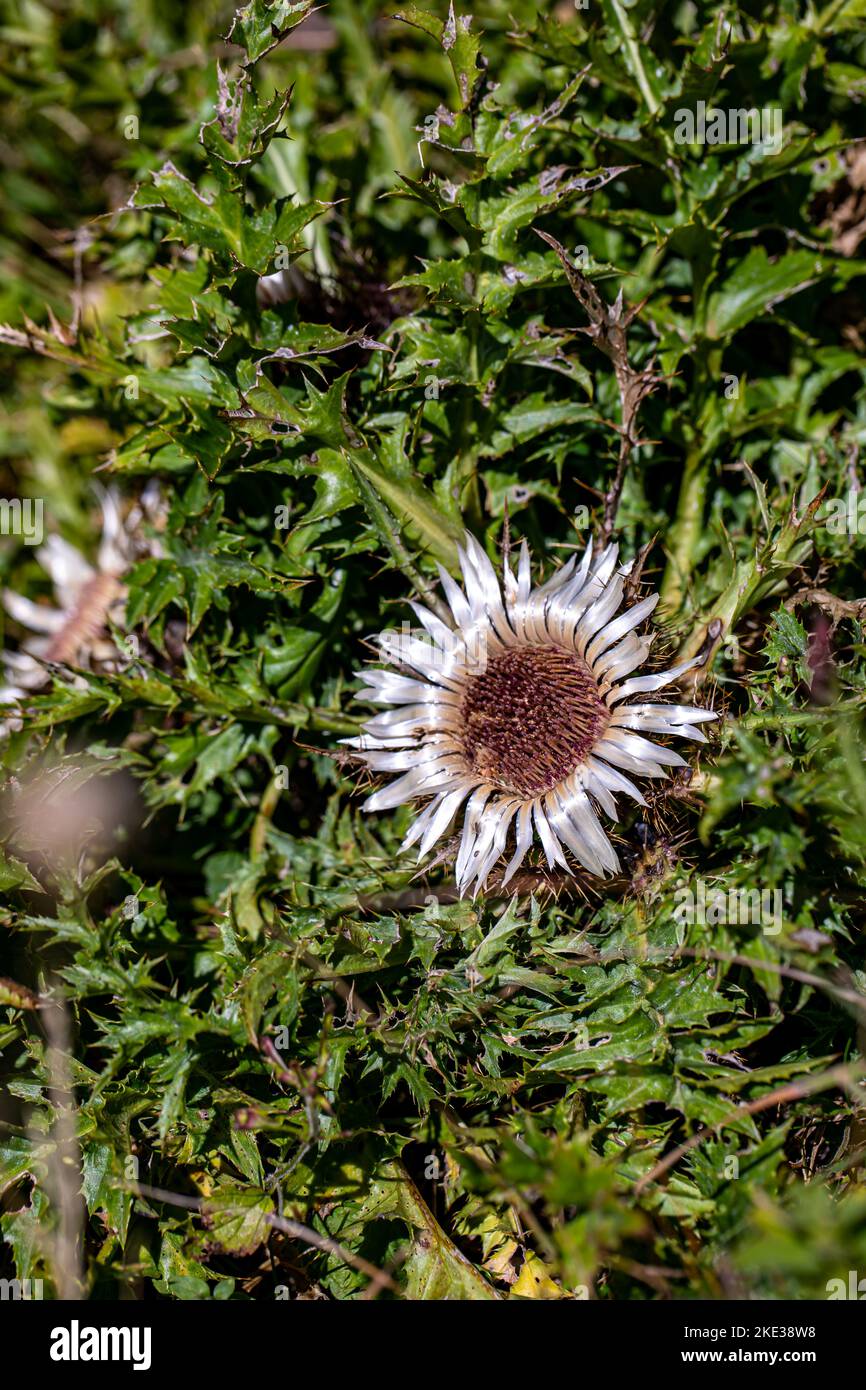 Carlina acaulis flower growing in meadow Stock Photo - Alamy