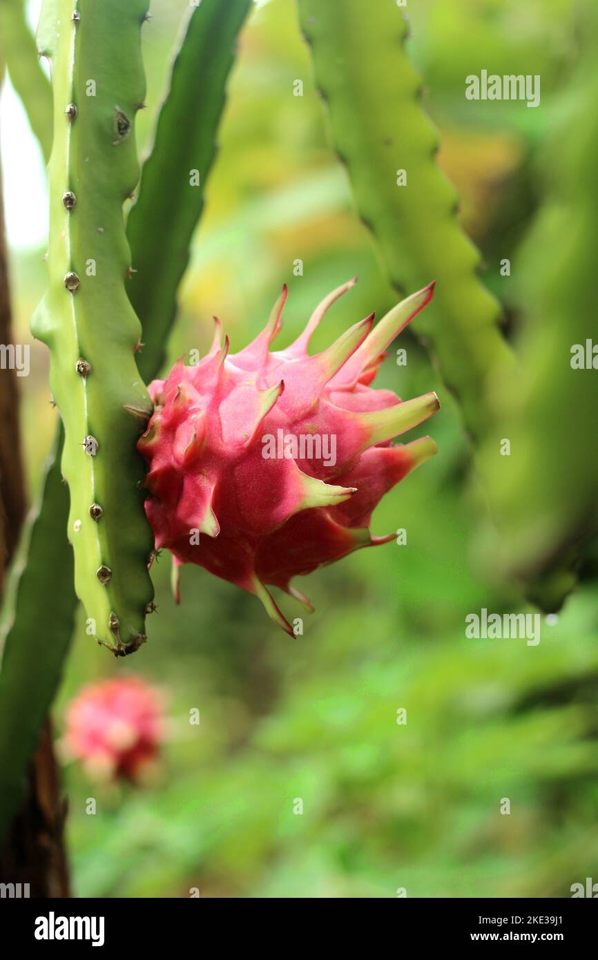 Ripe dragon fruit on tree Stock Photo - Alamy