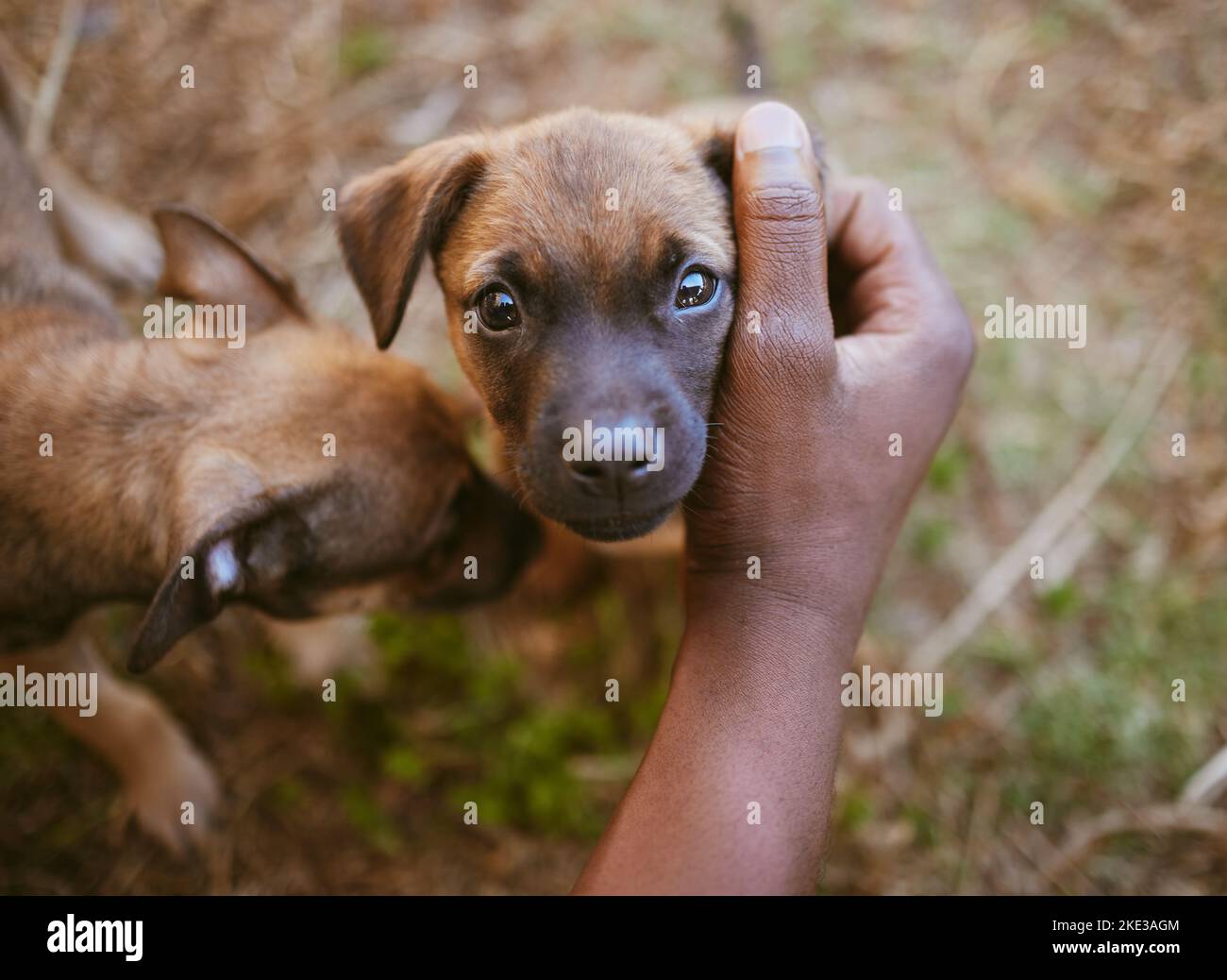 Hand, puppy and young dogs in a nature park bonding, embrace and ...