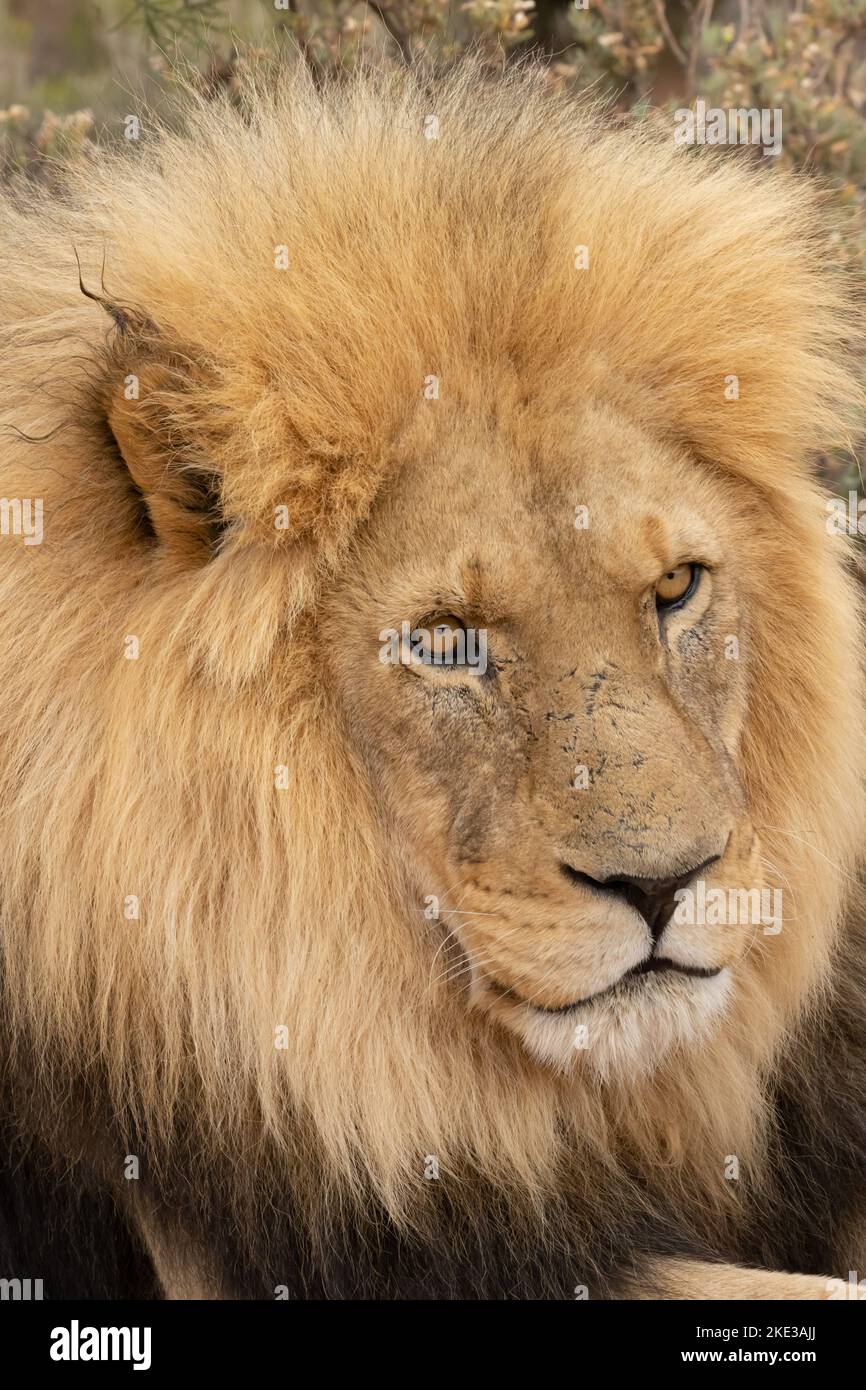 Lion head close up Stock Photo - Alamy