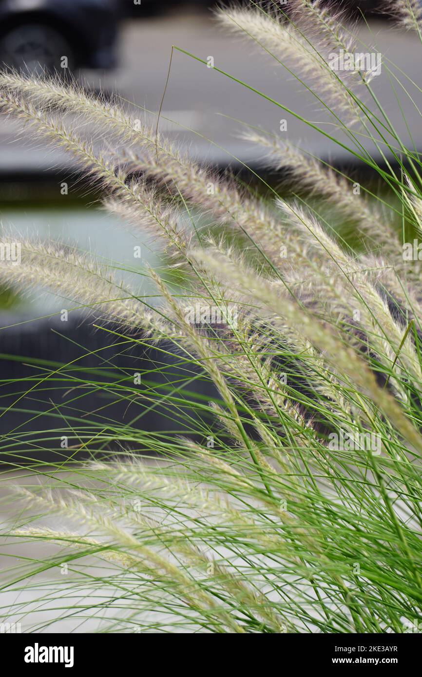 Pampass Grass (Also called Alang-alang, bunga kemoceng) in the garden ...