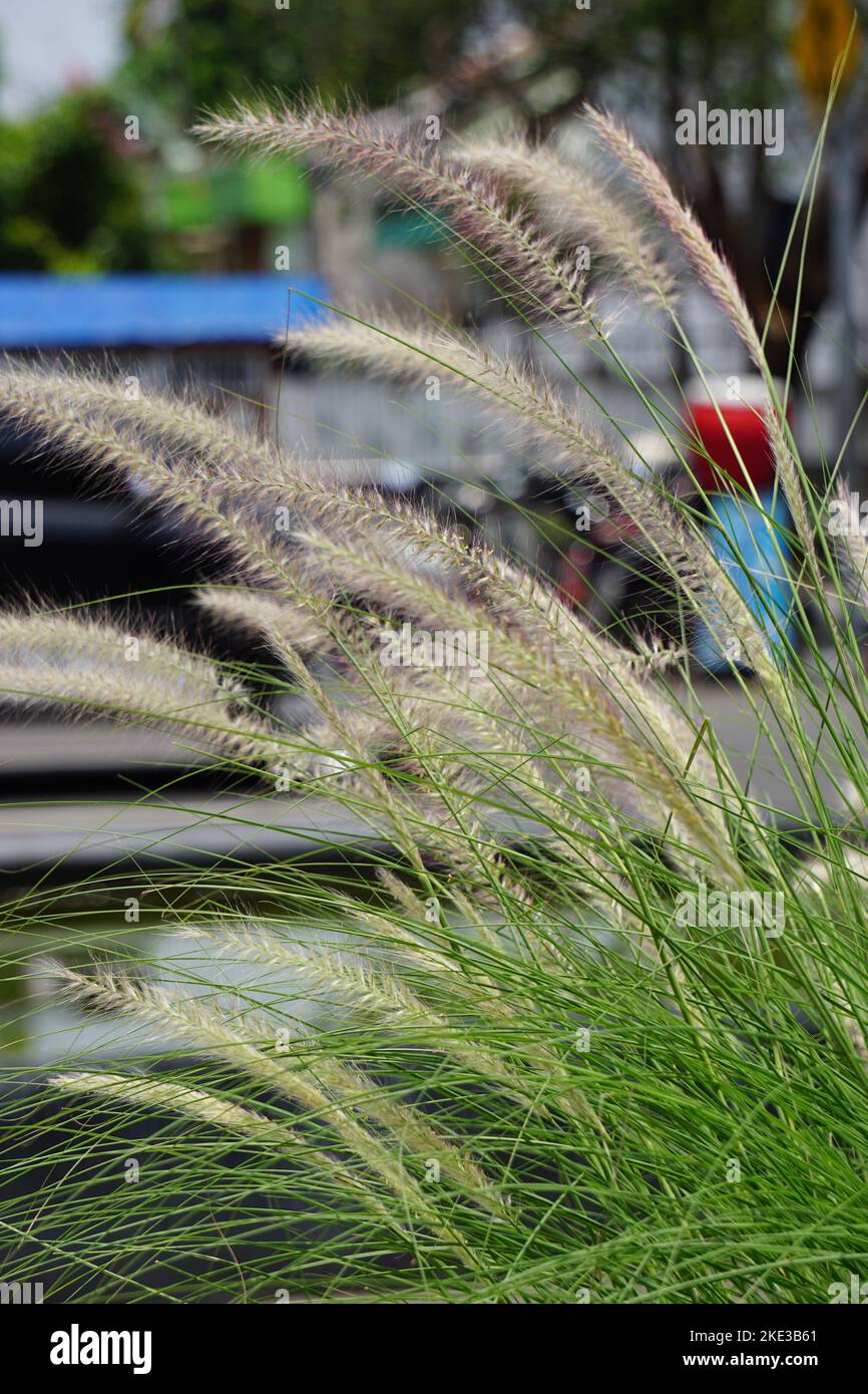 Pampass Grass (Also called Alang-alang, bunga kemoceng) in the garden ...