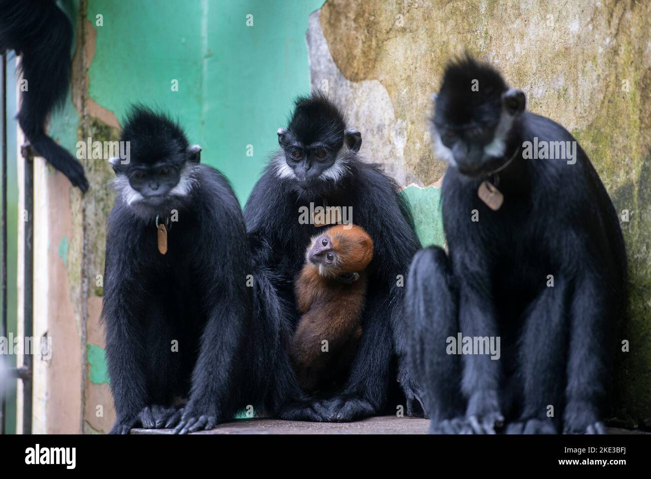 The seventh generation male newborn monkey and its family members in ...