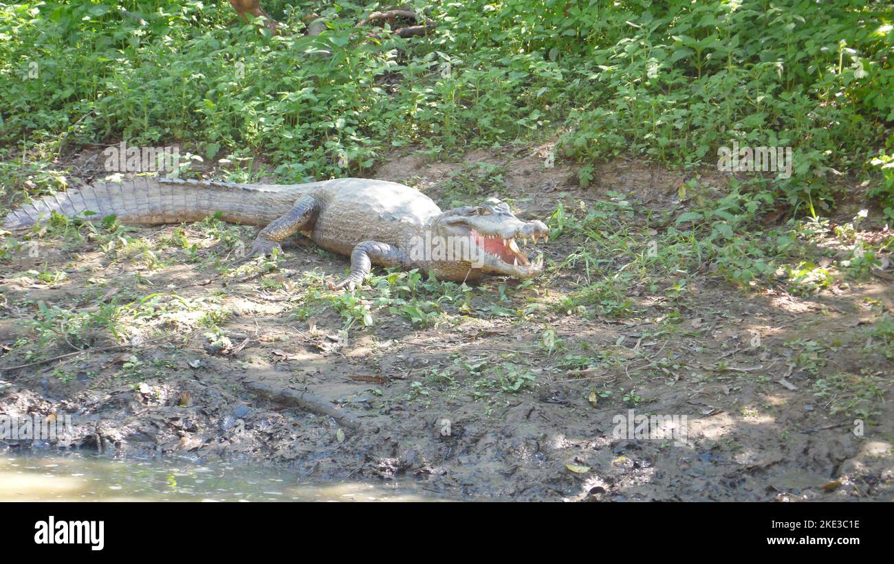 Amazon rainforest river and alligators hi-res stock photography and ...