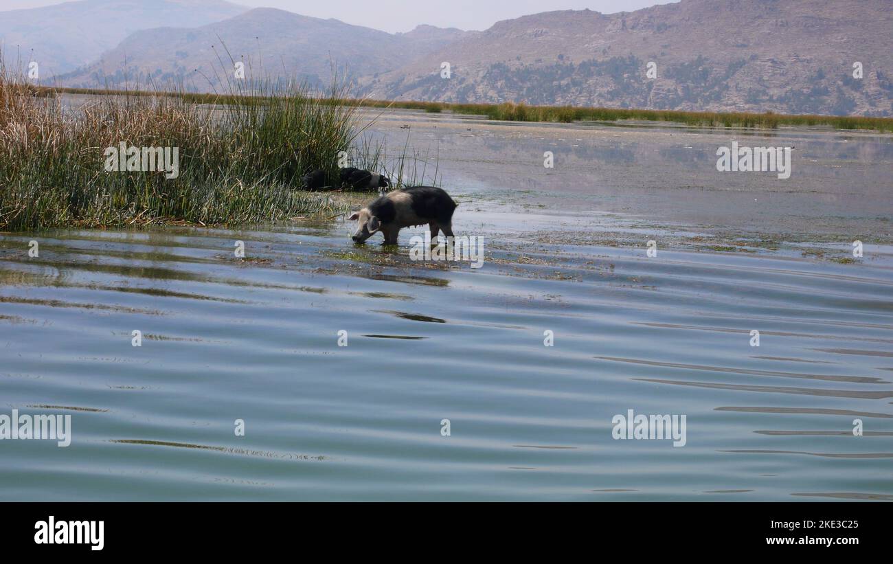 wild Pig in Water titicaca lake beautifull Stock Photo - Alamy