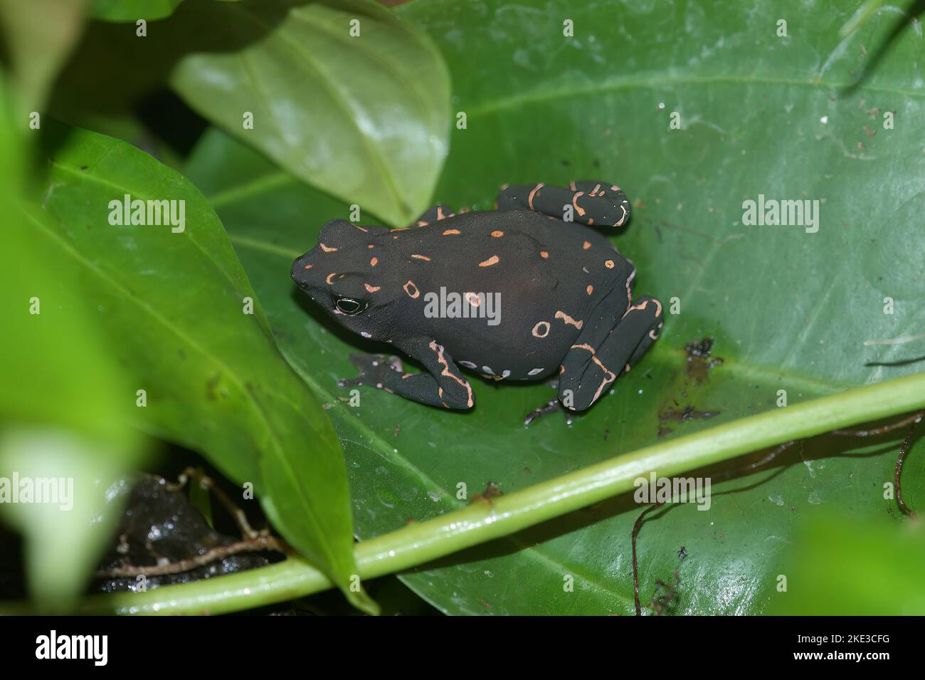 Colorful closeup on the colorful and endangered purple fluorescent frog ...