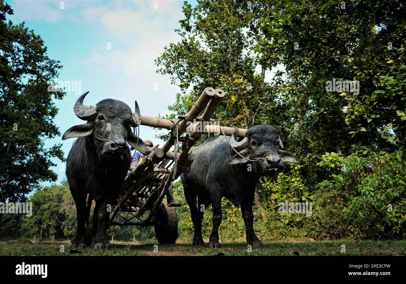 Big buffalo walking trough the jungle with buffalo cart Stock Photo - Alamy