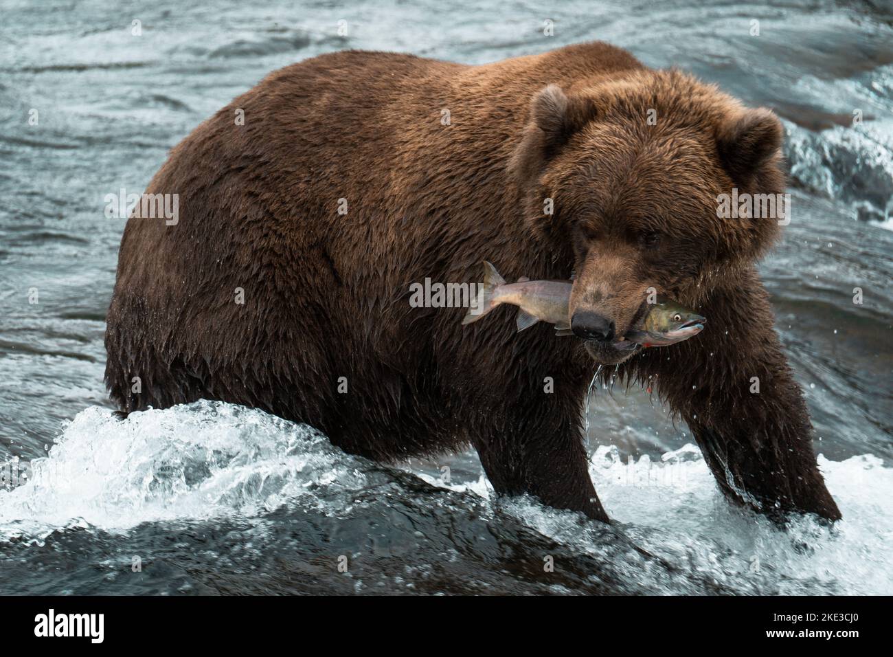 Bear 4k hi-res stock photography and images - Alamy