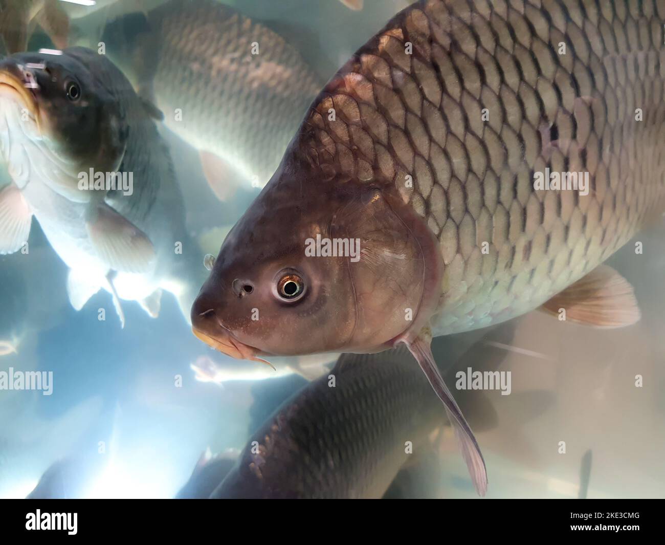 Crucian fish face hi-res stock photography and images - Alamy