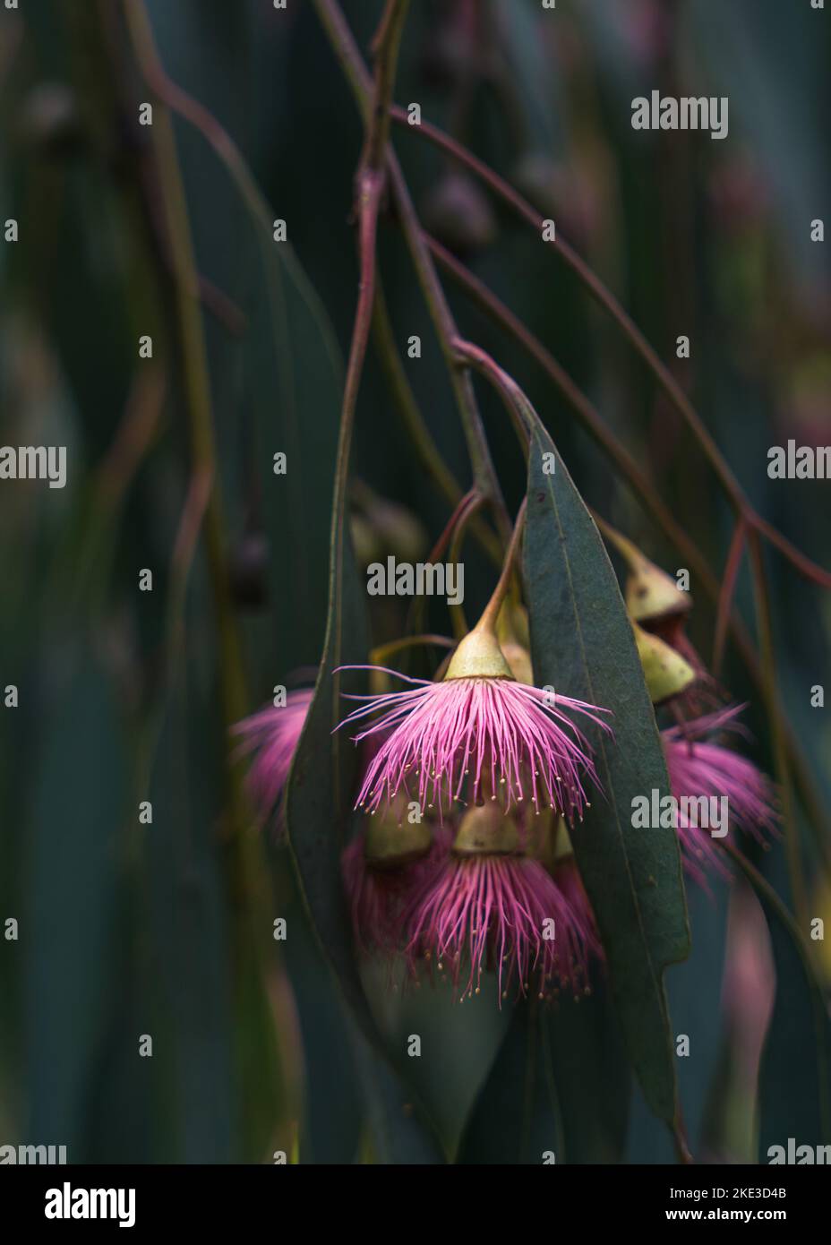 Gorgeous pink flowers of Eucalyptus sideroxylon Rosea, also known as ...