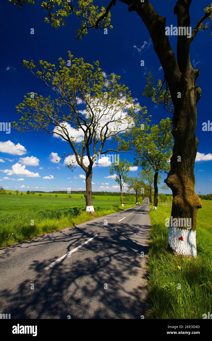 Alley of old trees lining the road in the Jesenik foothills in Moravia ...