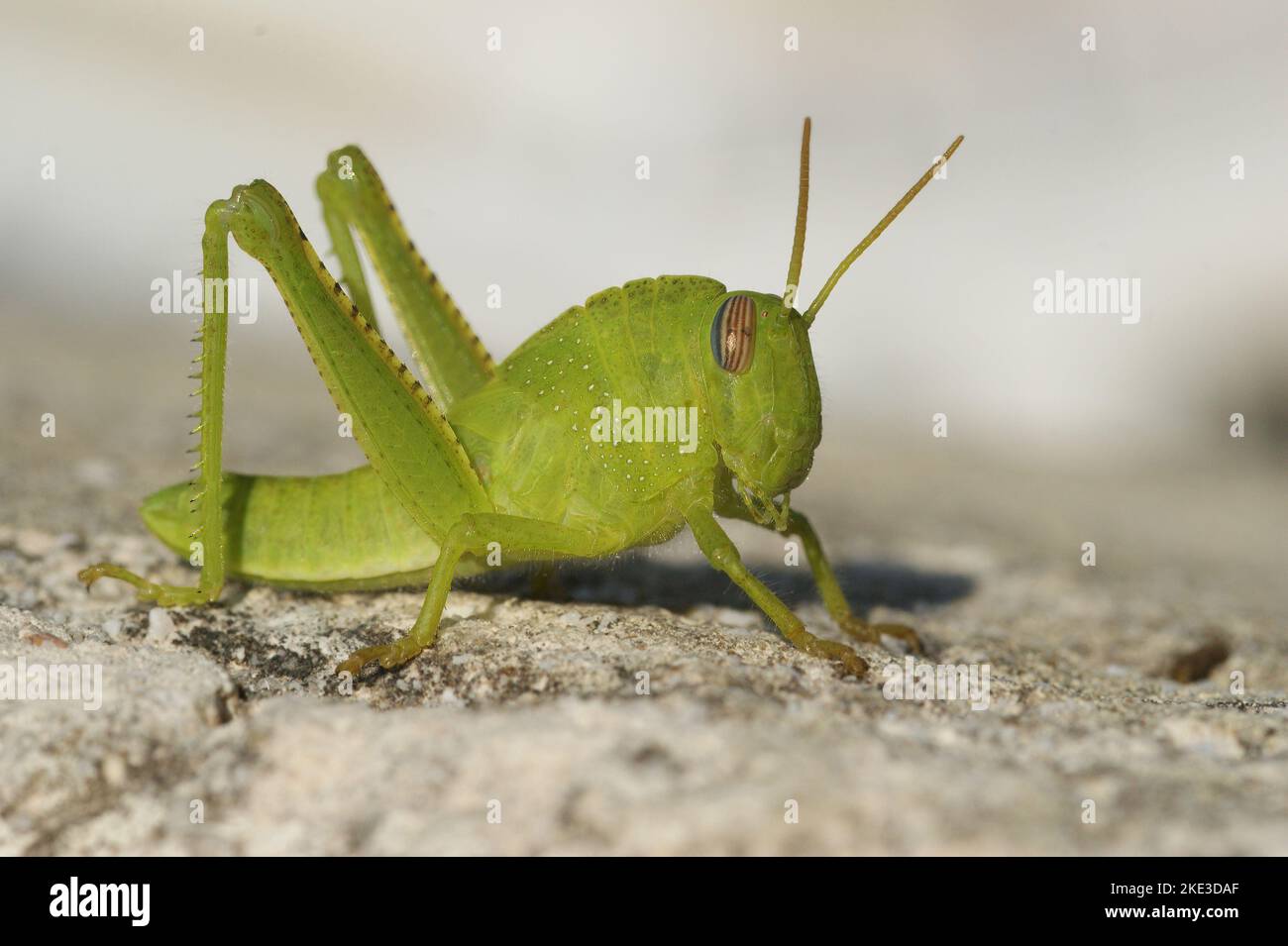 Closeup on a brilliant green nymph of the Egyptian migrating locust ...
