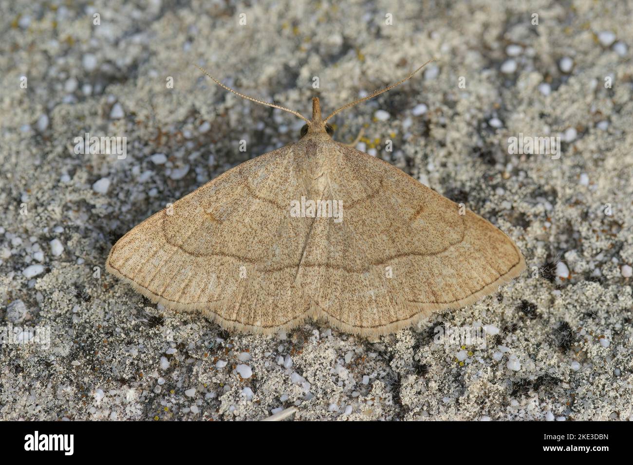 Closeup on a Mediterranean clay fan-foot moth, Paracolax tristalis ...