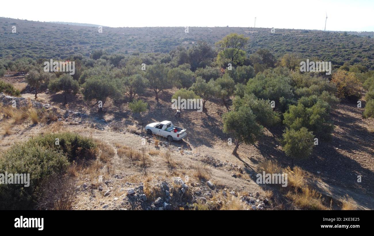 Olive harvest hi-res stock photography and images - Alamy