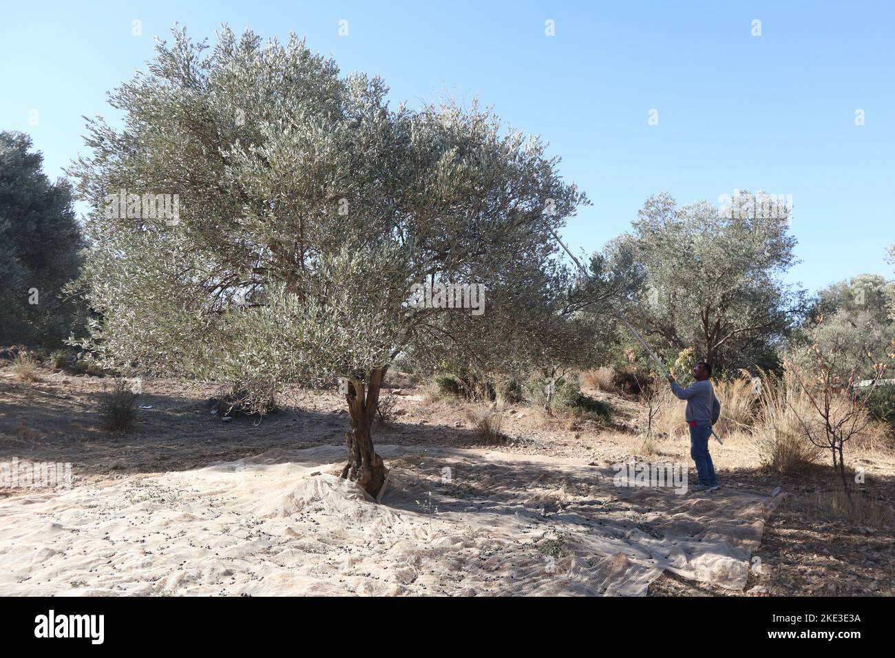 Olive harvest hi-res stock photography and images - Alamy