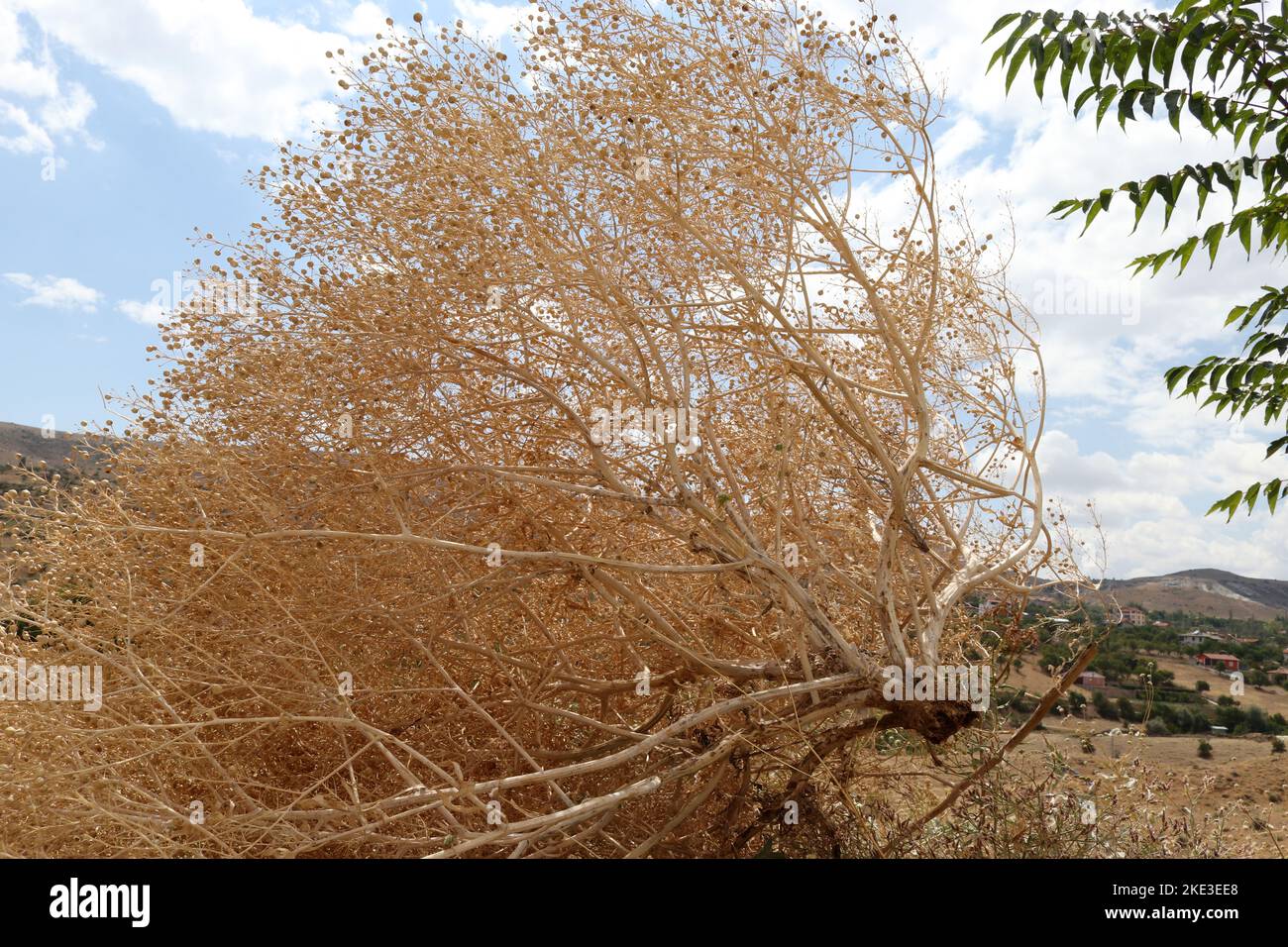 Tumbleweed blowing hi-res stock photography and images - Alamy