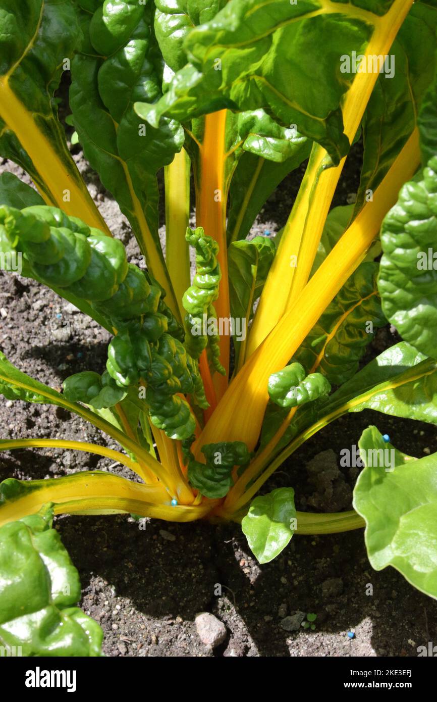Swiss chard yellow bright hi-res stock photography and images - Alamy
