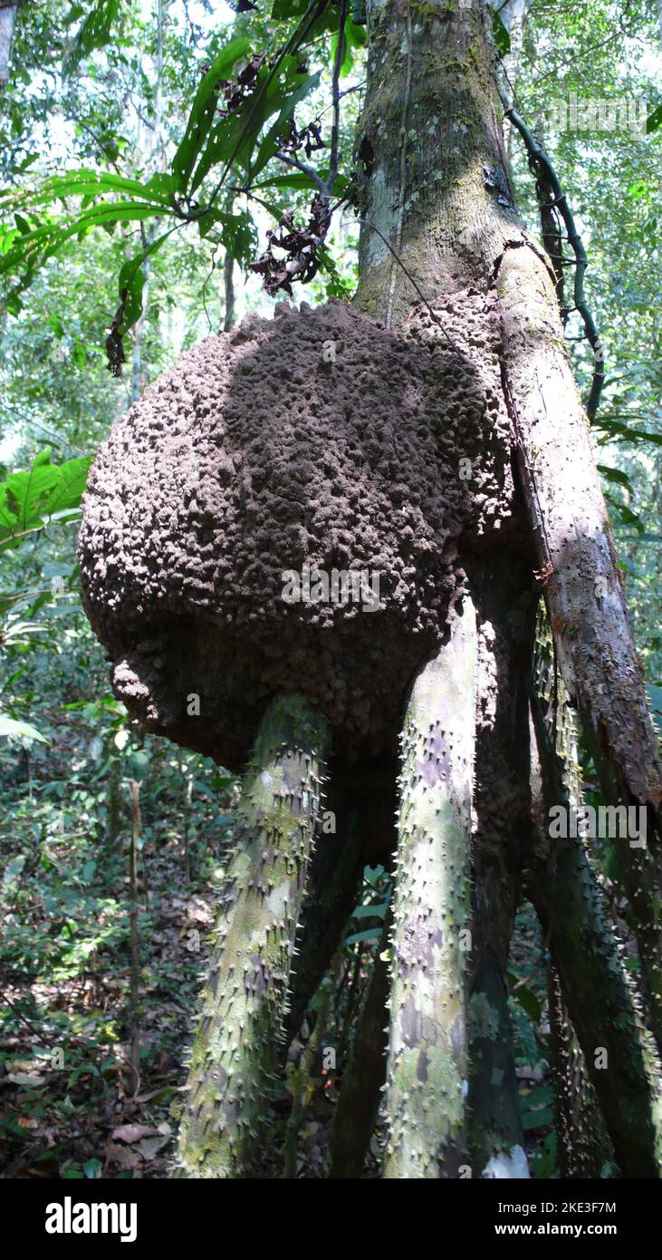 termites nest dschungle rurrenabaque Bolivia Amazonas outdoor Stock ...