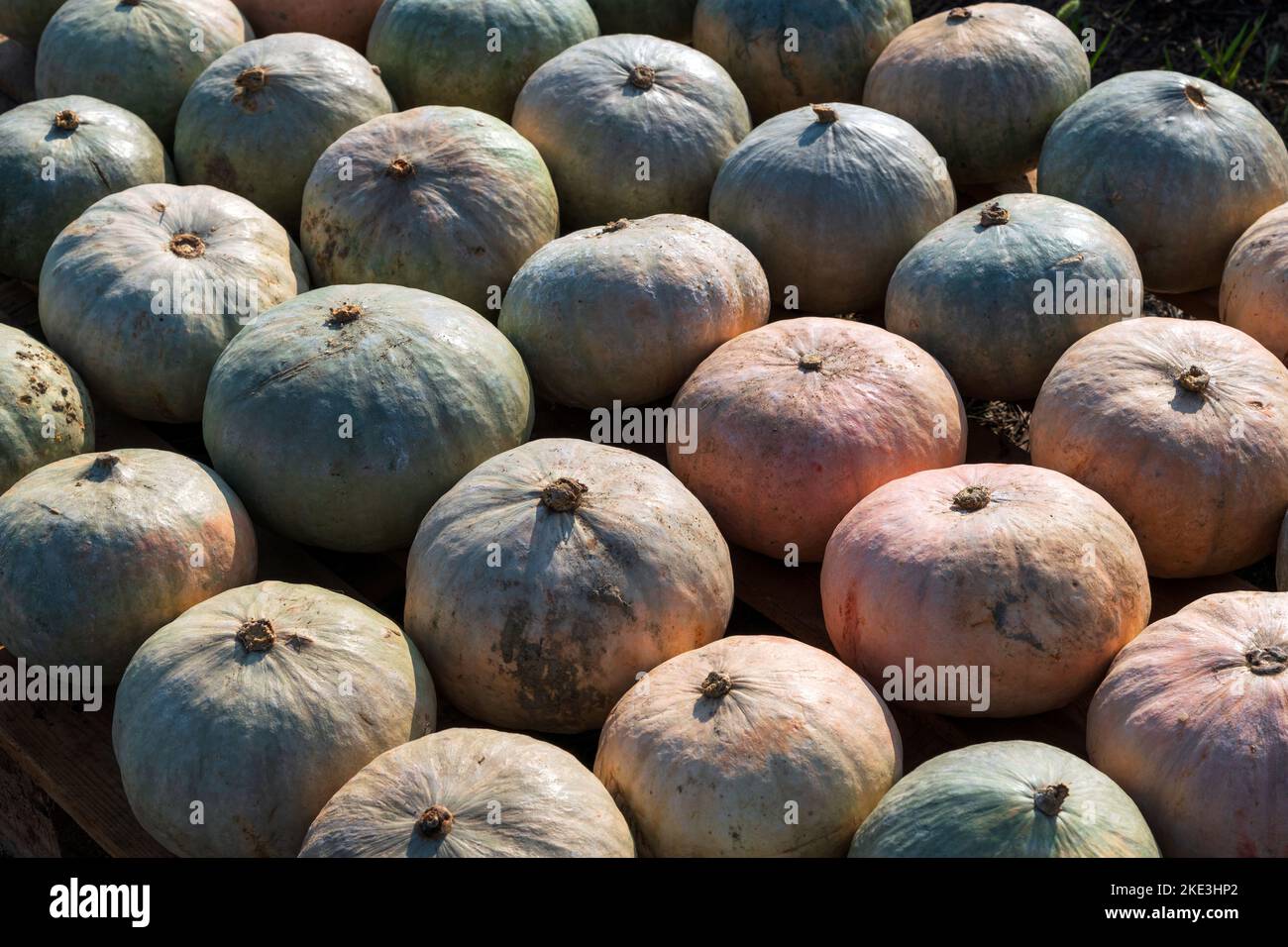 From above many sunlit fresh pumpkins placed in rows on pallet during ...