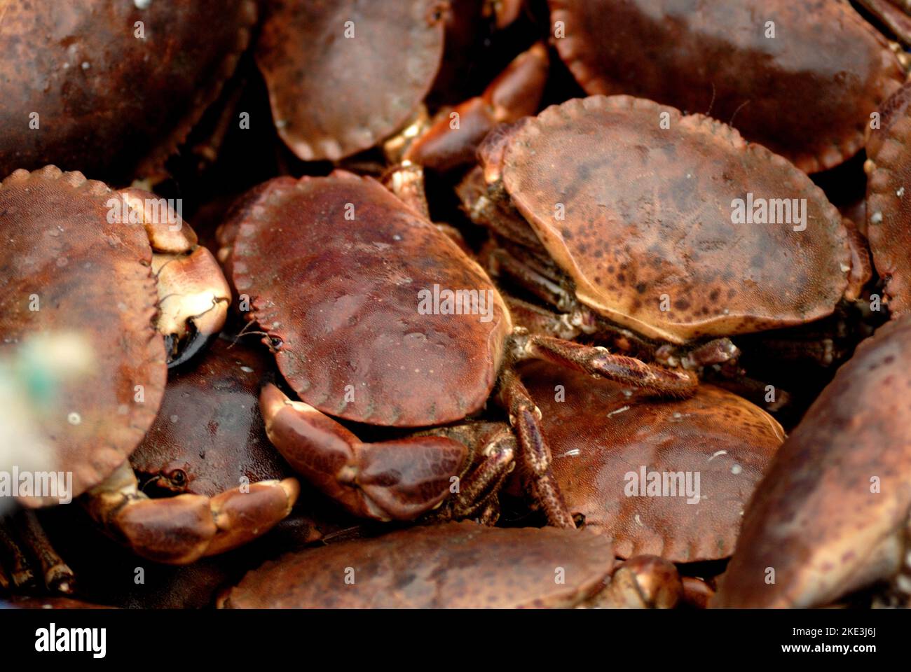 Freshly caught crabs, Beadnell harbour, Northumberland Stock Photo - Alamy