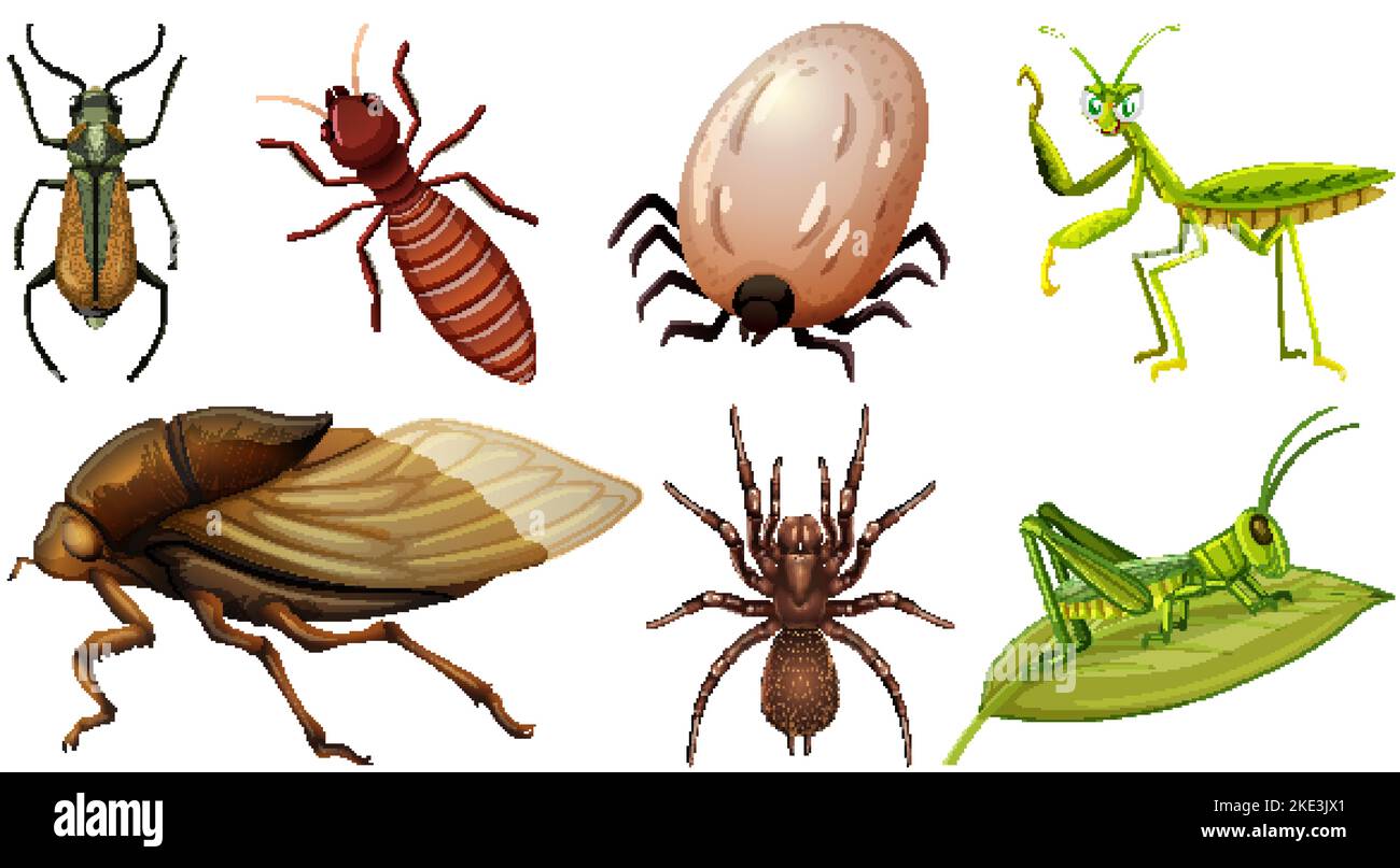 Collection of different insects vector illustration Stock Vector Image ...