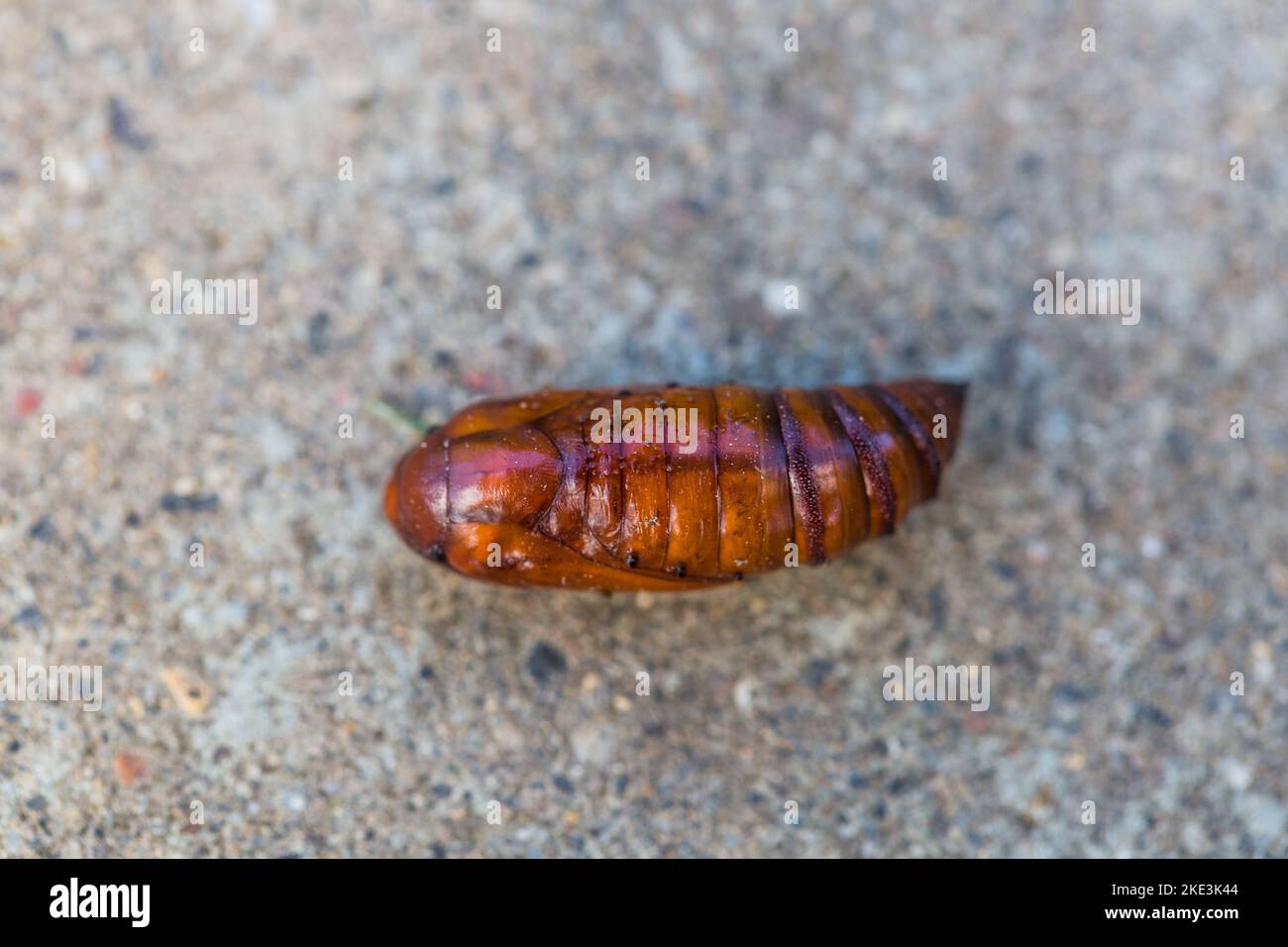 Pupa moth from the family owlet moths Noctuidae. Caterpillars of this ...