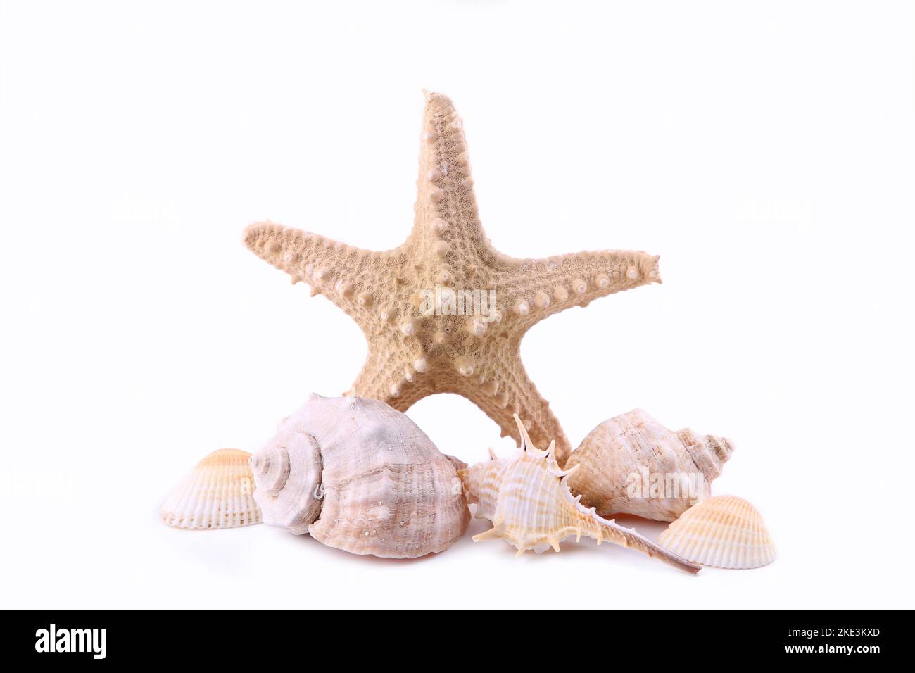 Seashells decor Cut Out Stock Images & Pictures - Alamy