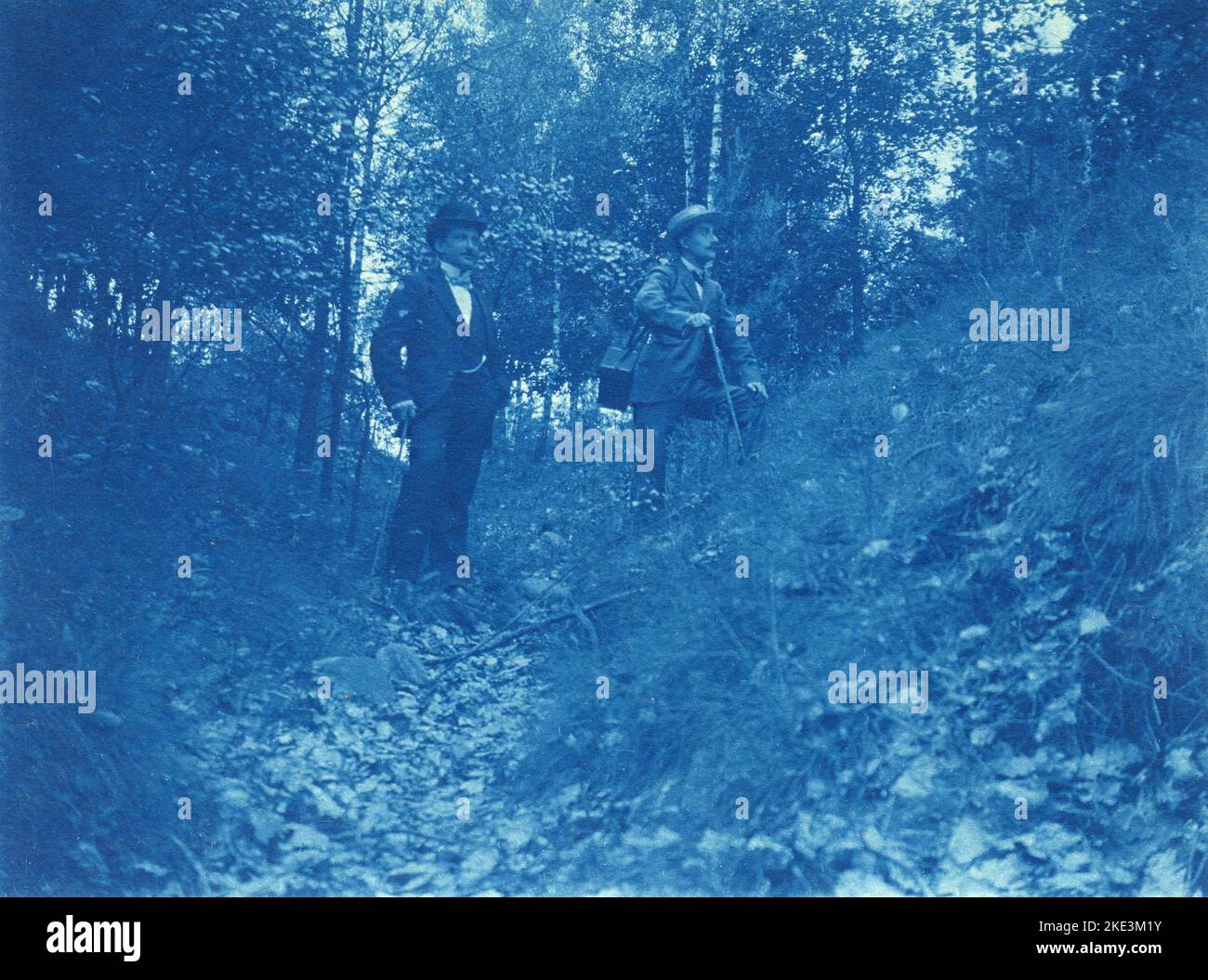 Cyanotype forest hi-res stock photography and images - Alamy