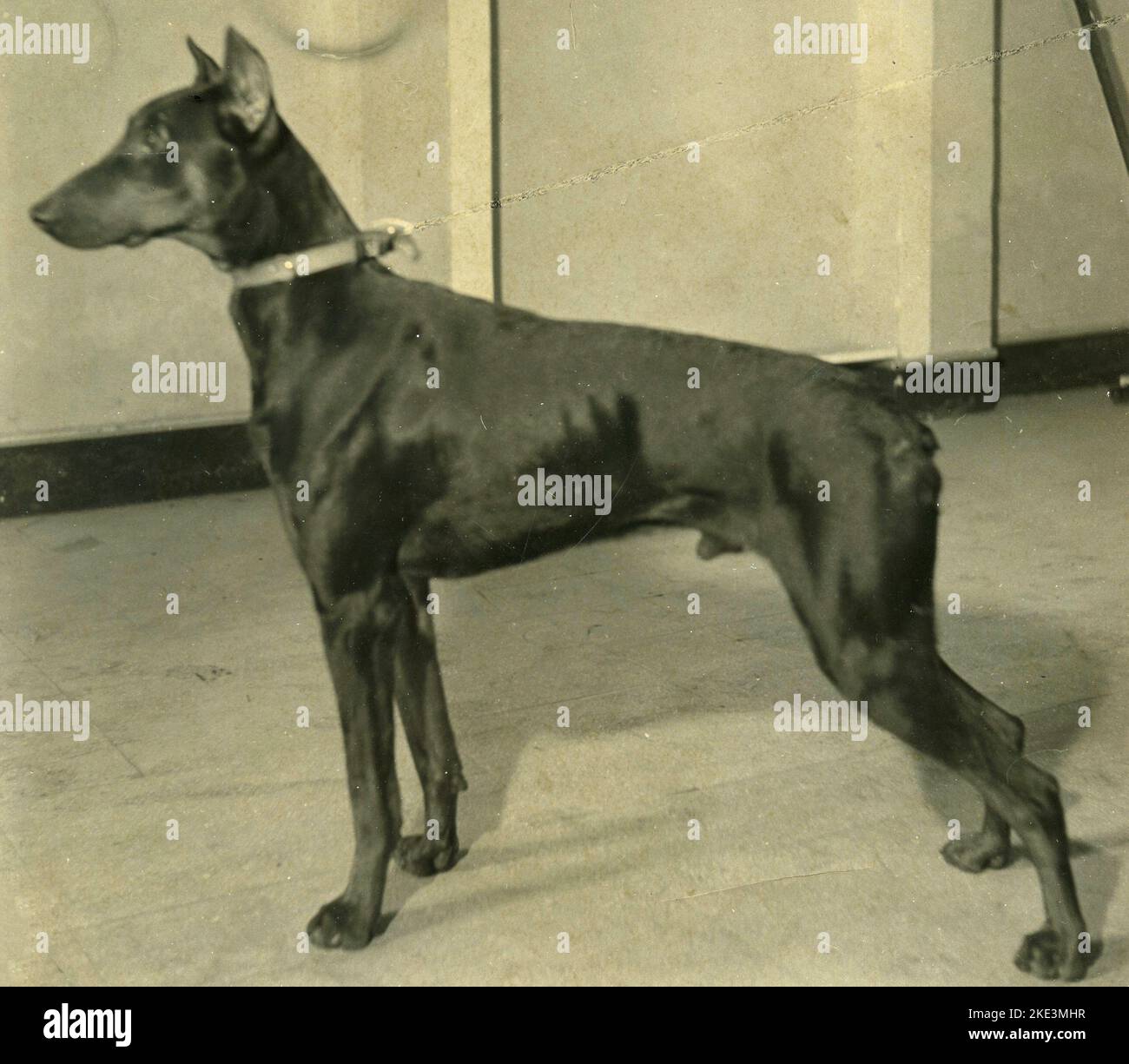 Dobermann dog at the leash, Italy 1960s Stock Photo - Alamy