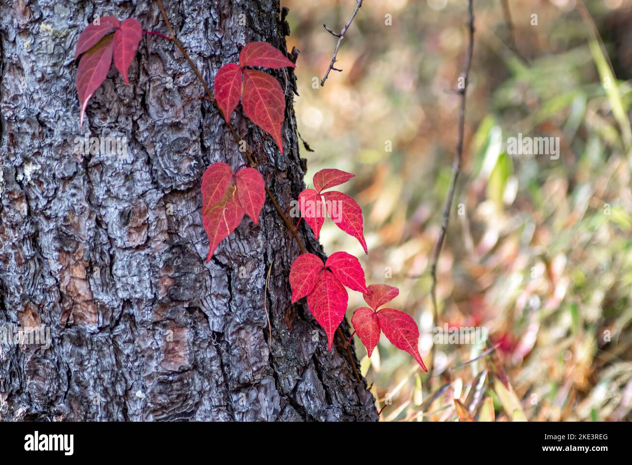 Wild Ivy displaying its magical red colour in Autumn Stock Photo - Alamy