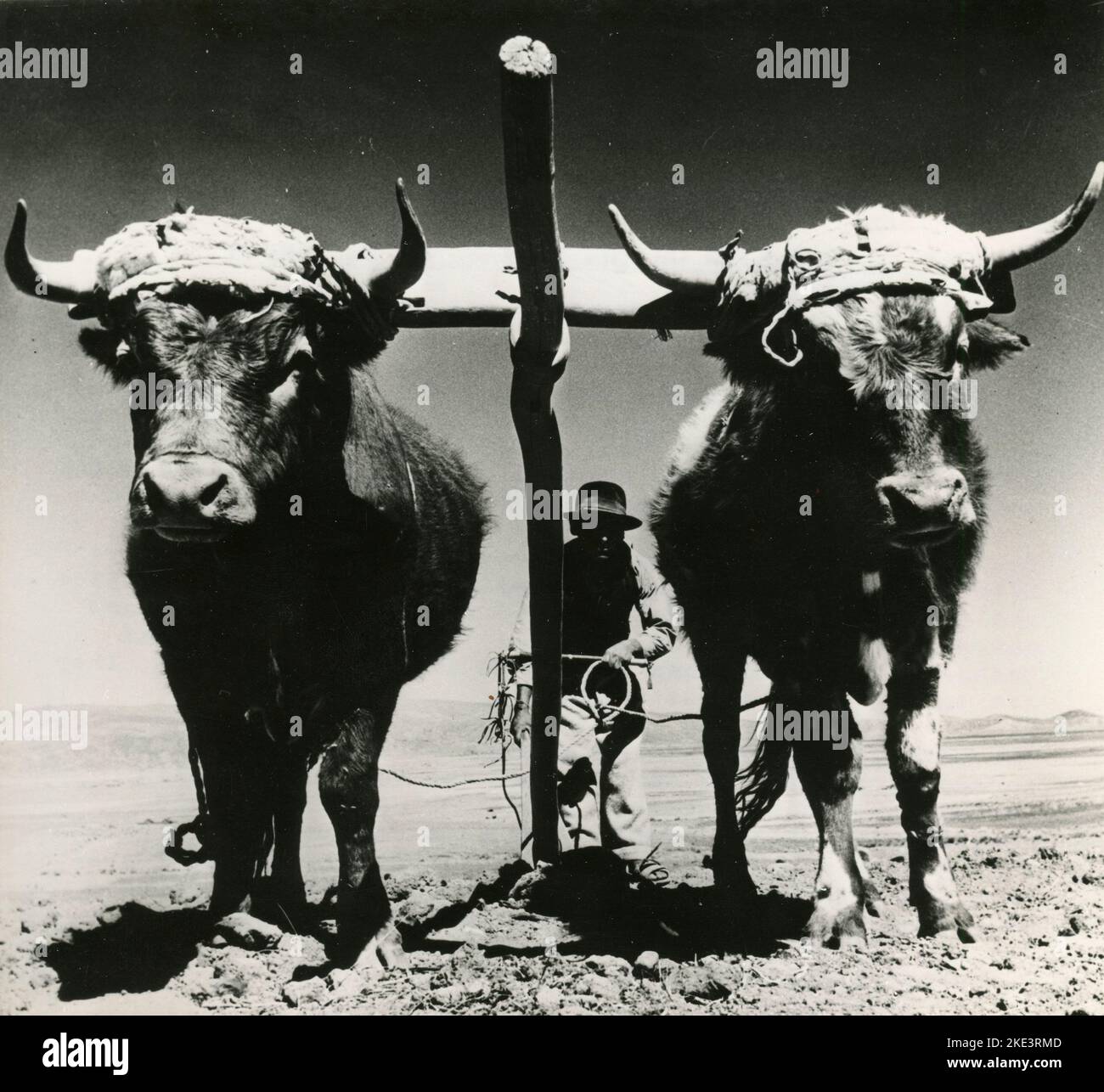 Andes Indian farmer ploughing the soil with wooden plough and oxes ...
