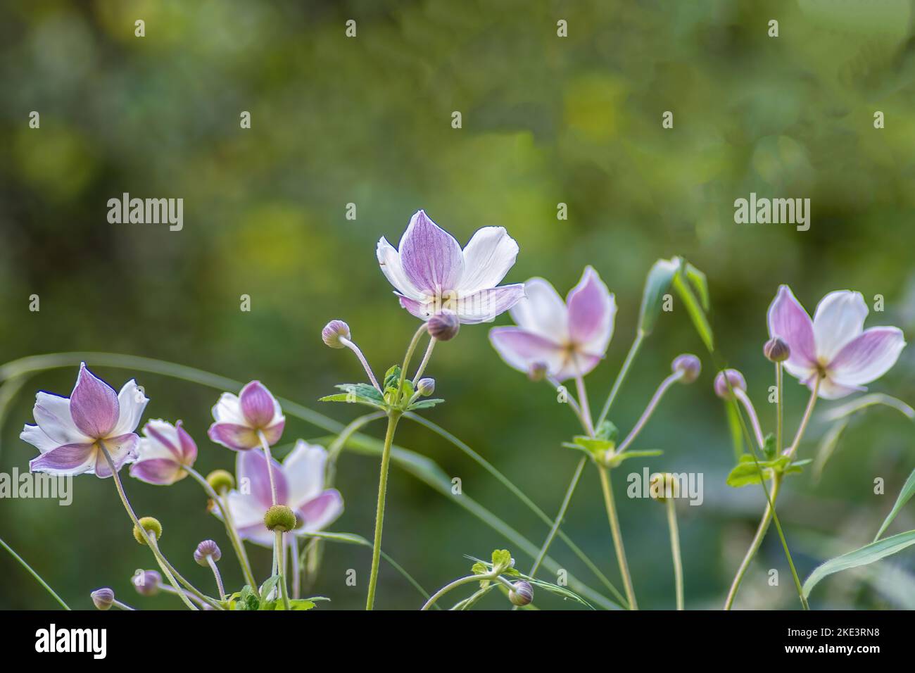 Wild flower bloom in the wild forest of Bhutan Stock Photo - Alamy