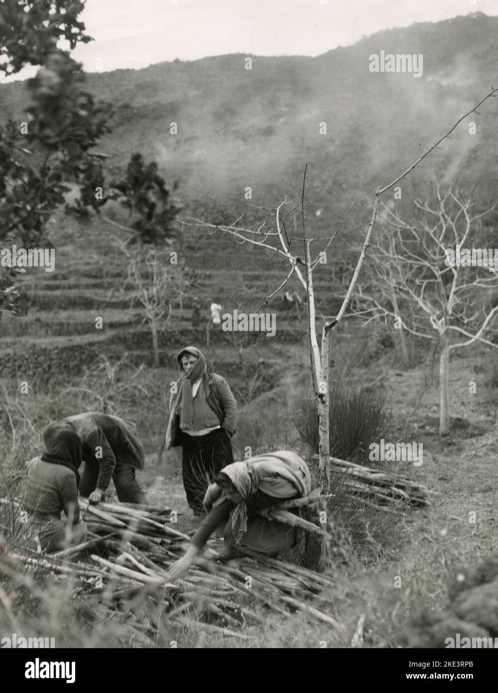 Sicilian farmers of the Milo-Rinazzo area gathering the wood before the ...