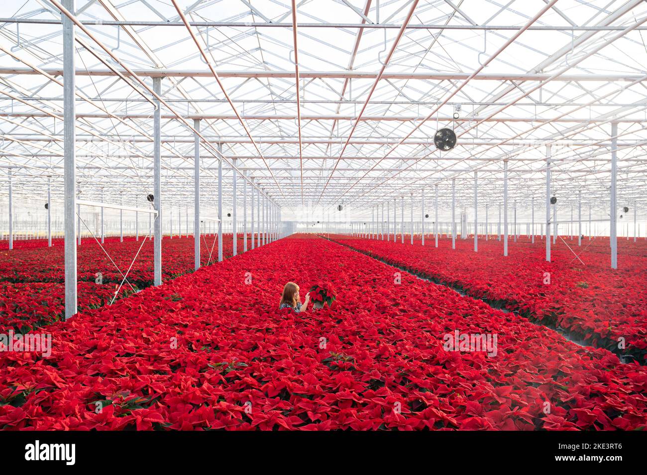 Lisa Lindfield amongst the one million poinsettia plants at Bridge Farm ...