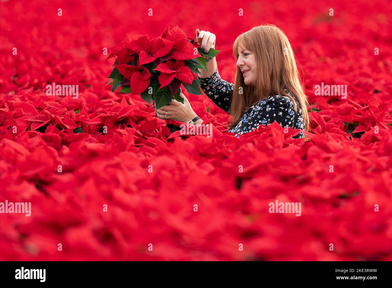 Lisa Lindfield inspects the crop of Poinsettias at Bridge Farm Group in ...