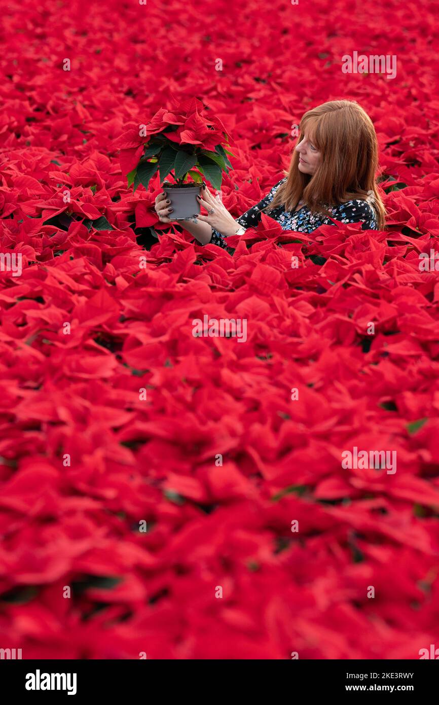 Lisa Lindfield inspects the crop of Poinsettias at Bridge Farm Group in ...